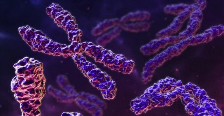Cromossomos: constituição, estrutura e classificação