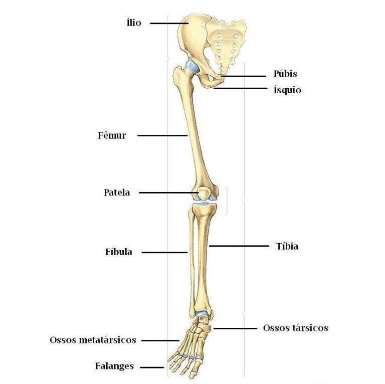 Ossos do corpo humano