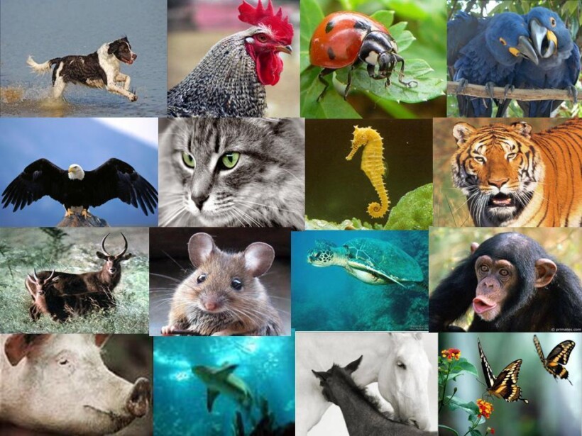 Fisiologia animal