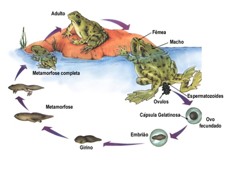 Fecundação interna e externa