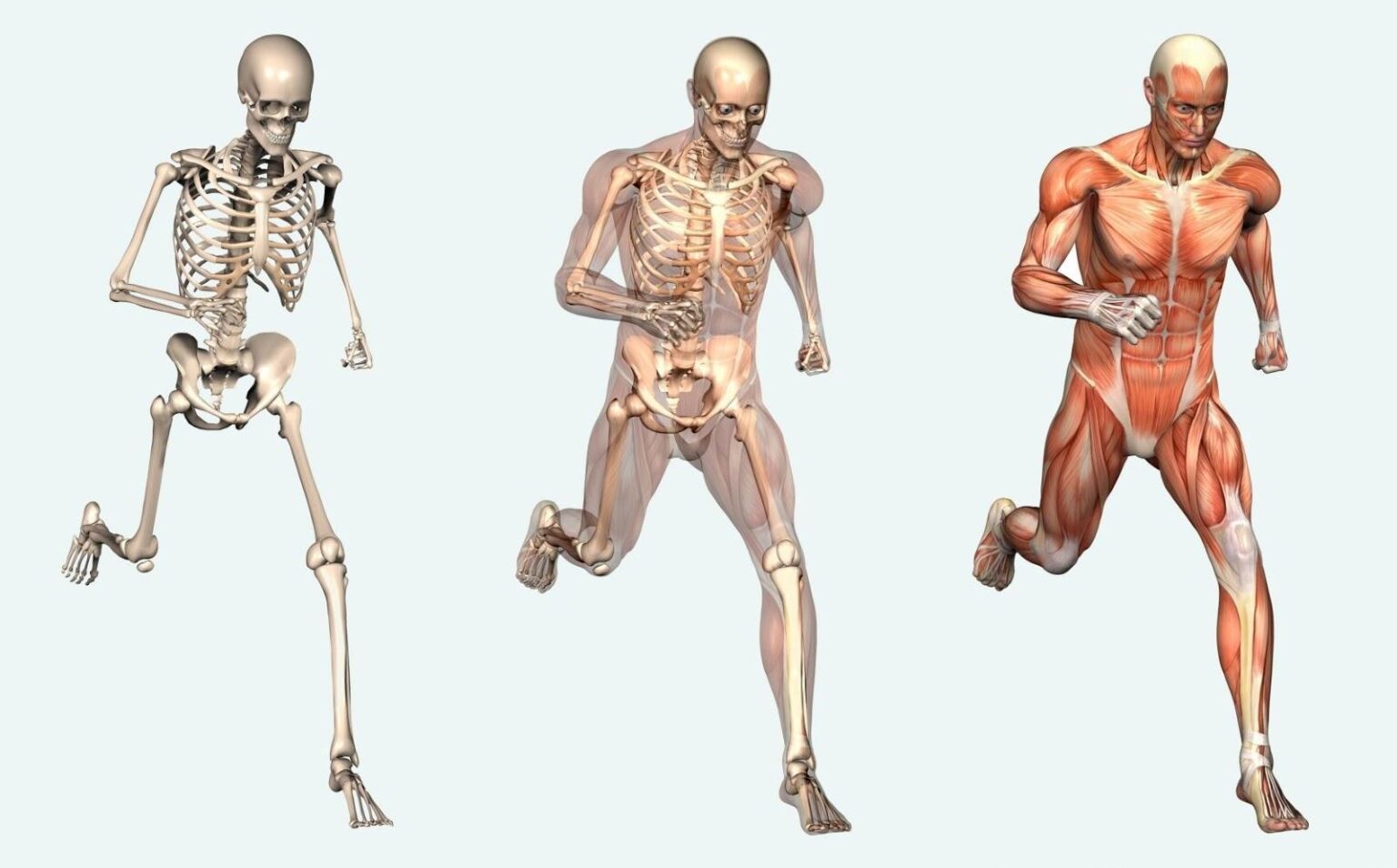 Tecido Muscular