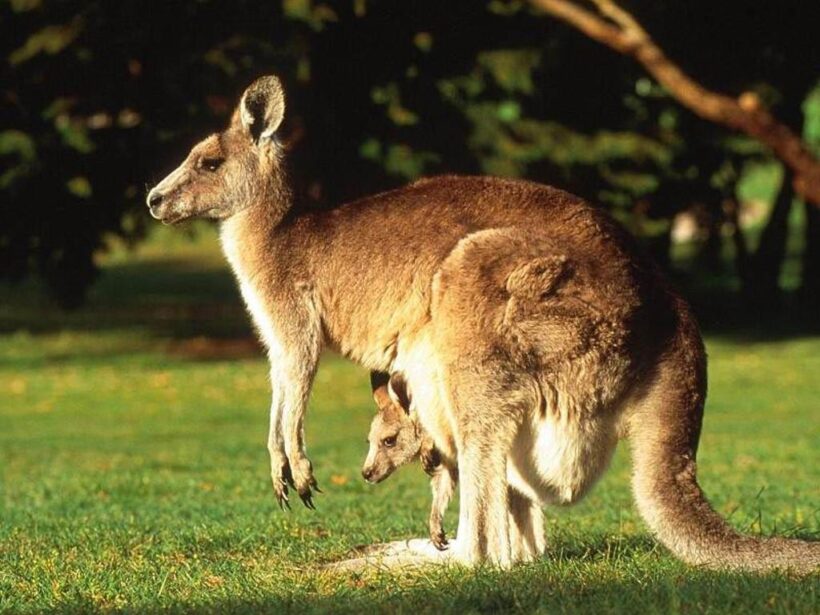 Marsupiais
