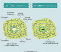 Estômatos: tipos, classificação, localização [resumo]