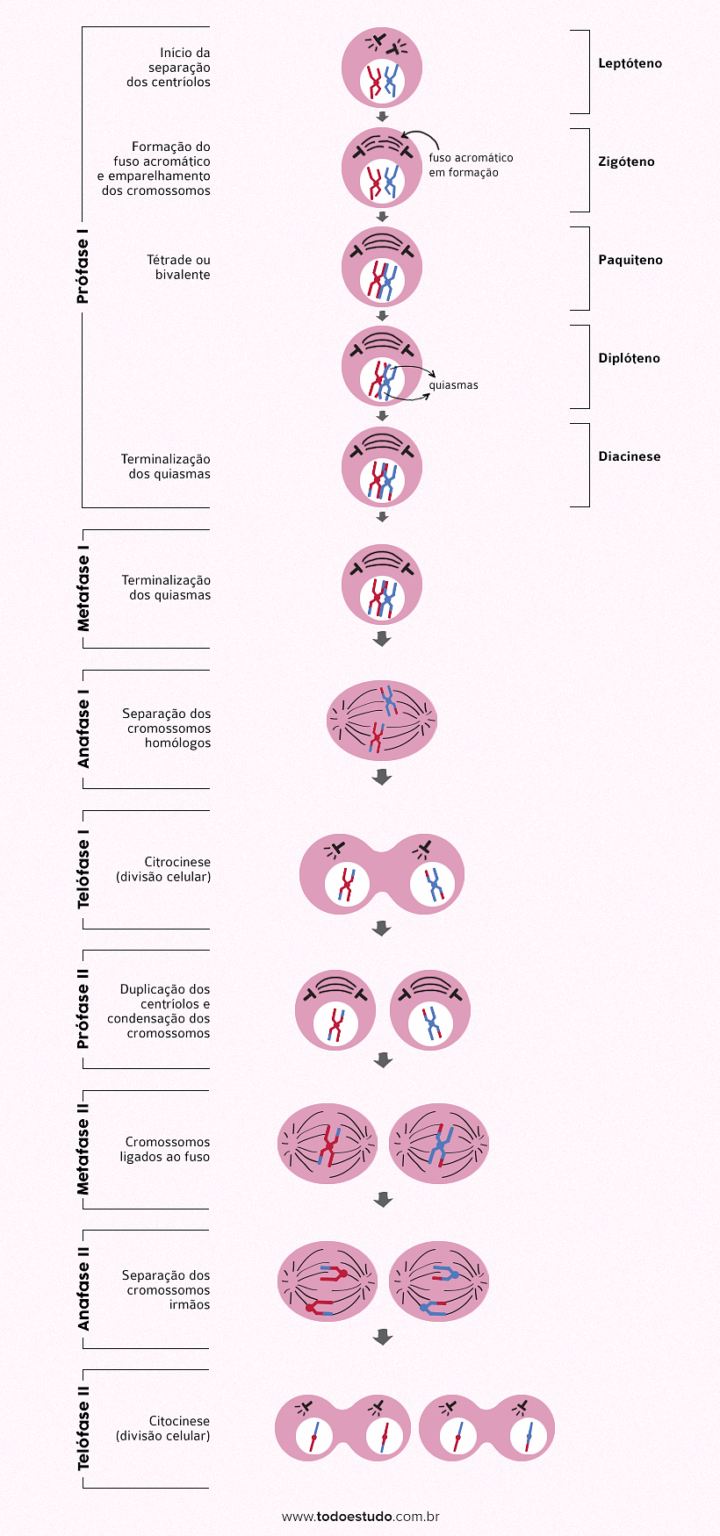 Meiose: o que é, fases, resumo (completo e ilustrado)