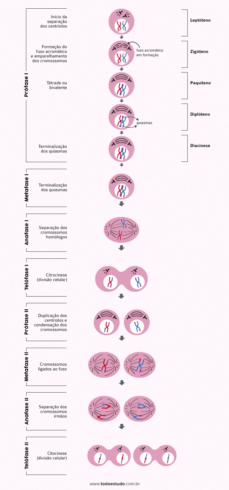 Meiose: o que é, fases, resumo (completo e ilustrado)