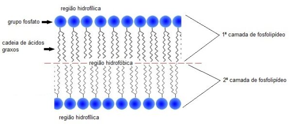 Difusão Simples: o que é, conceito, características [resumo]