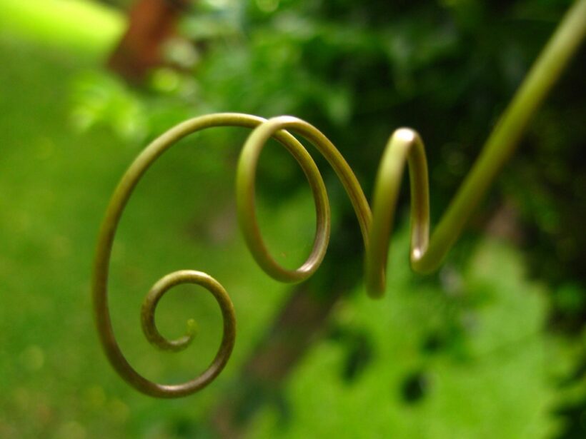 Geotropismo e fototropismo: qual a diferença? [resumo completo]