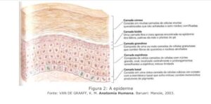 Camadas da pele: epiderme, derme e suas funções [resumo]