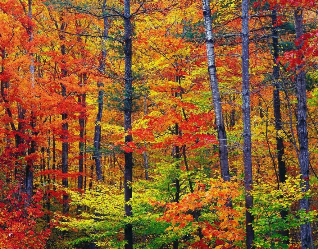 Tipos de Floresta no Brasil e no Mundo [resumo completo]
