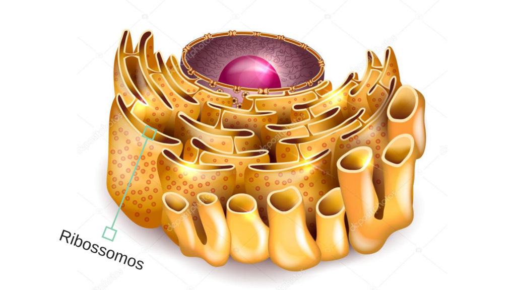 Ribossomos: estrutura, função e características [resumo]