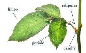 Folha: estrutura, características, tipos e partes [resumo]