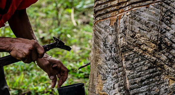 Extrativismo: definição, tipos e características [resumo]