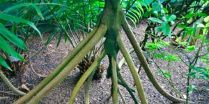 Raiz: aquática, aérea e subterrânea [resumo completo]