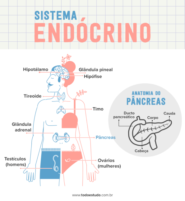 Pâncreas: funções, anatomia e importância desse órgão