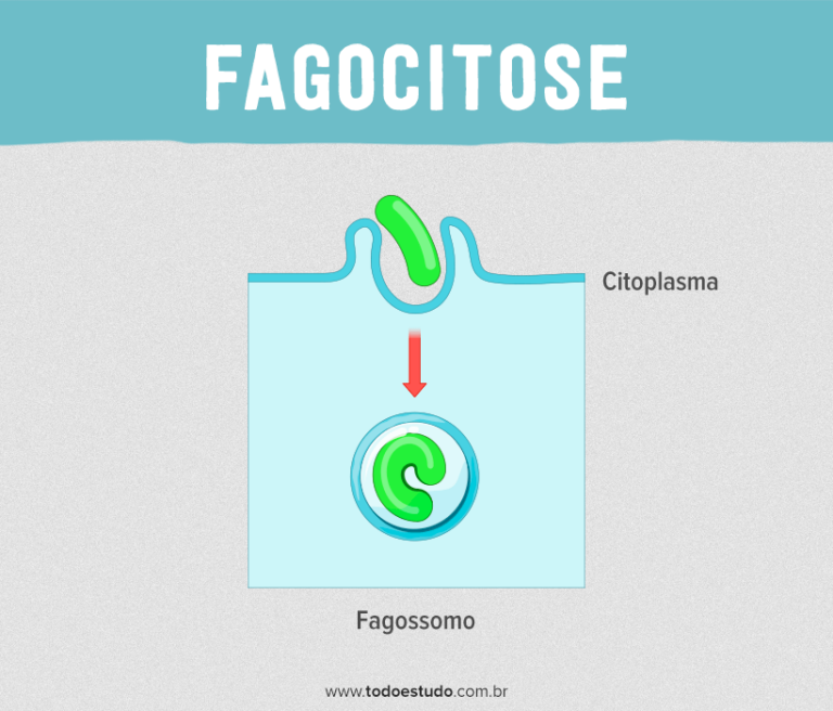 Fagocitose: saiba as importâncias desse processo para os seres vivos