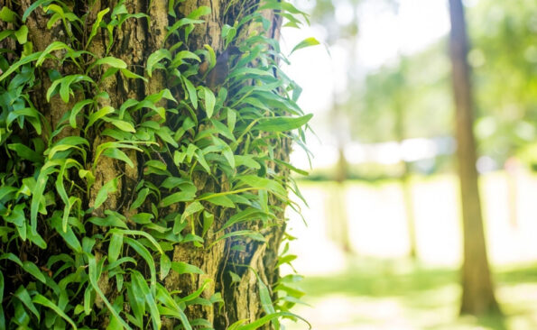 Parasitismo: o que é, tipos e como afeta o ser humano (RESUMO)