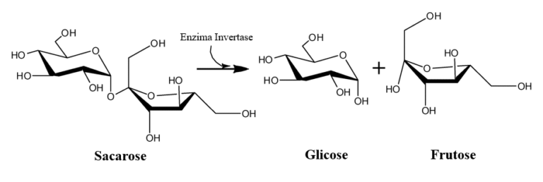 Sacarose: saiba o que é e como usamos em nosso dia a dia