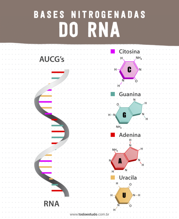 Bases nitrogenadas: entenda a importância desses compostos