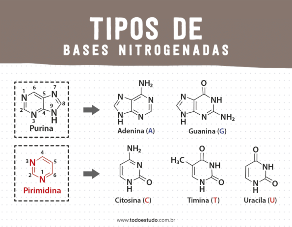 Bases nitrogenadas: entenda a importância desses compostos