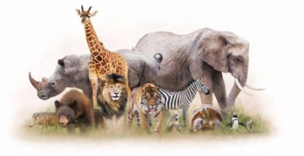 Classificação dos seres vivos: conheça como é feita