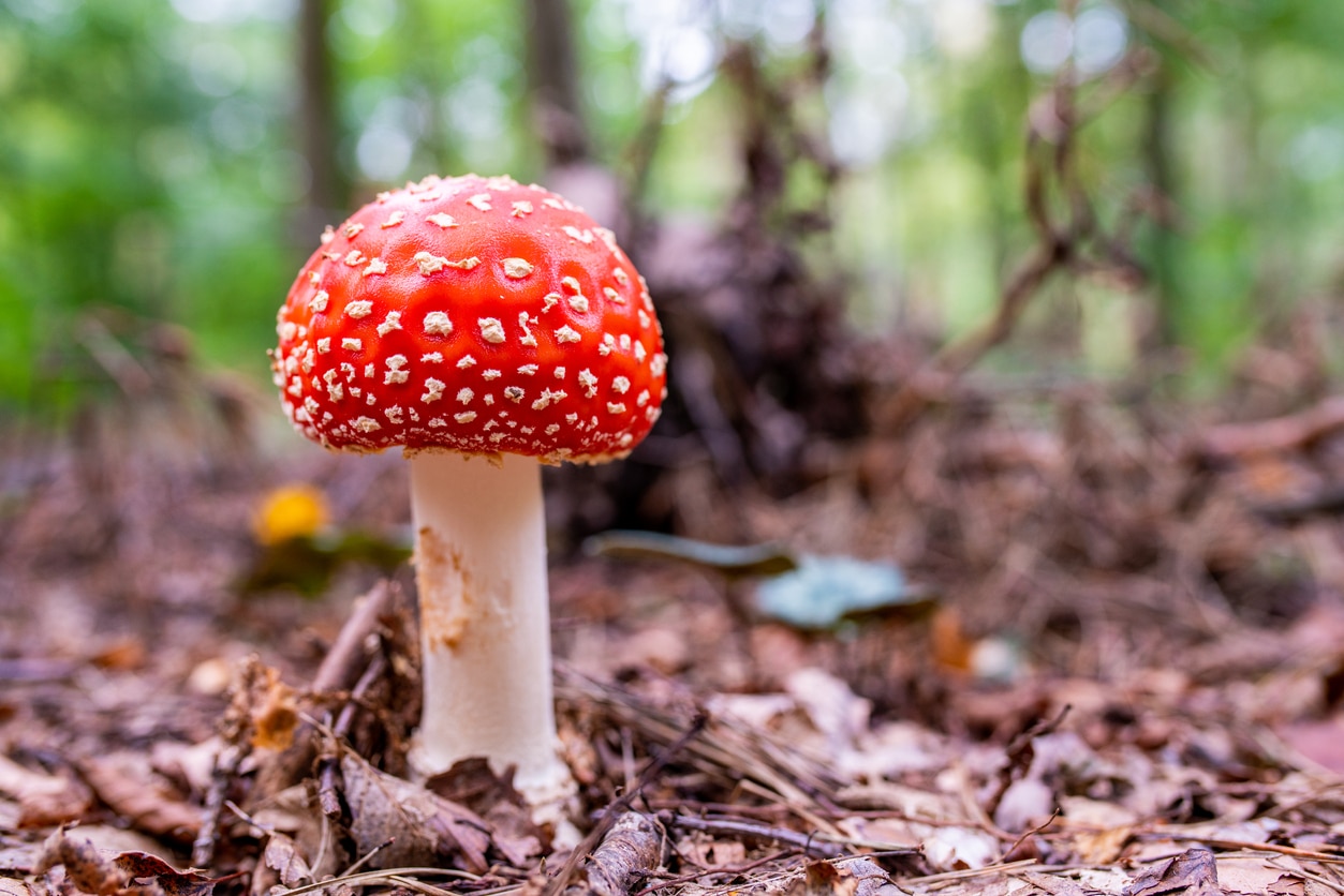 Classificação dos seres vivos: conheça como é feita