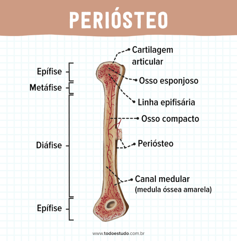 Periósteo: saiba mais sobre essa membrana que protege os ossos
