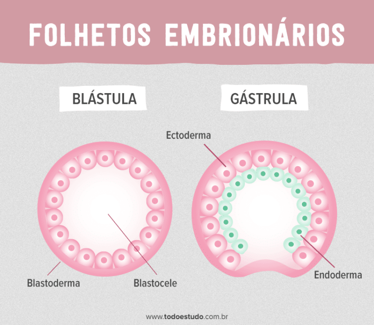 Folhetos embrionários: entenda sua formação e classificação