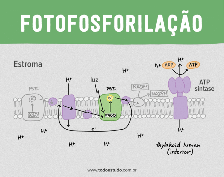 Fotossíntese: aprenda sobre as fases fotoquímica e bioquímica