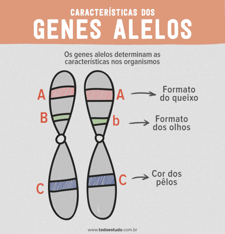 Genes alelos: entenda o que define o gene ser alelo ou não