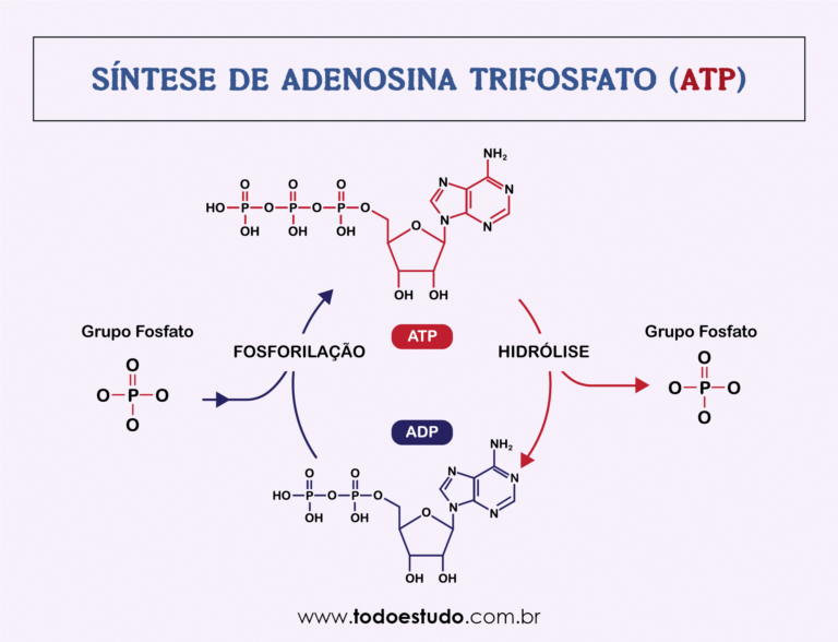 ATP: conheça a molécula mais importante dos seres vivos