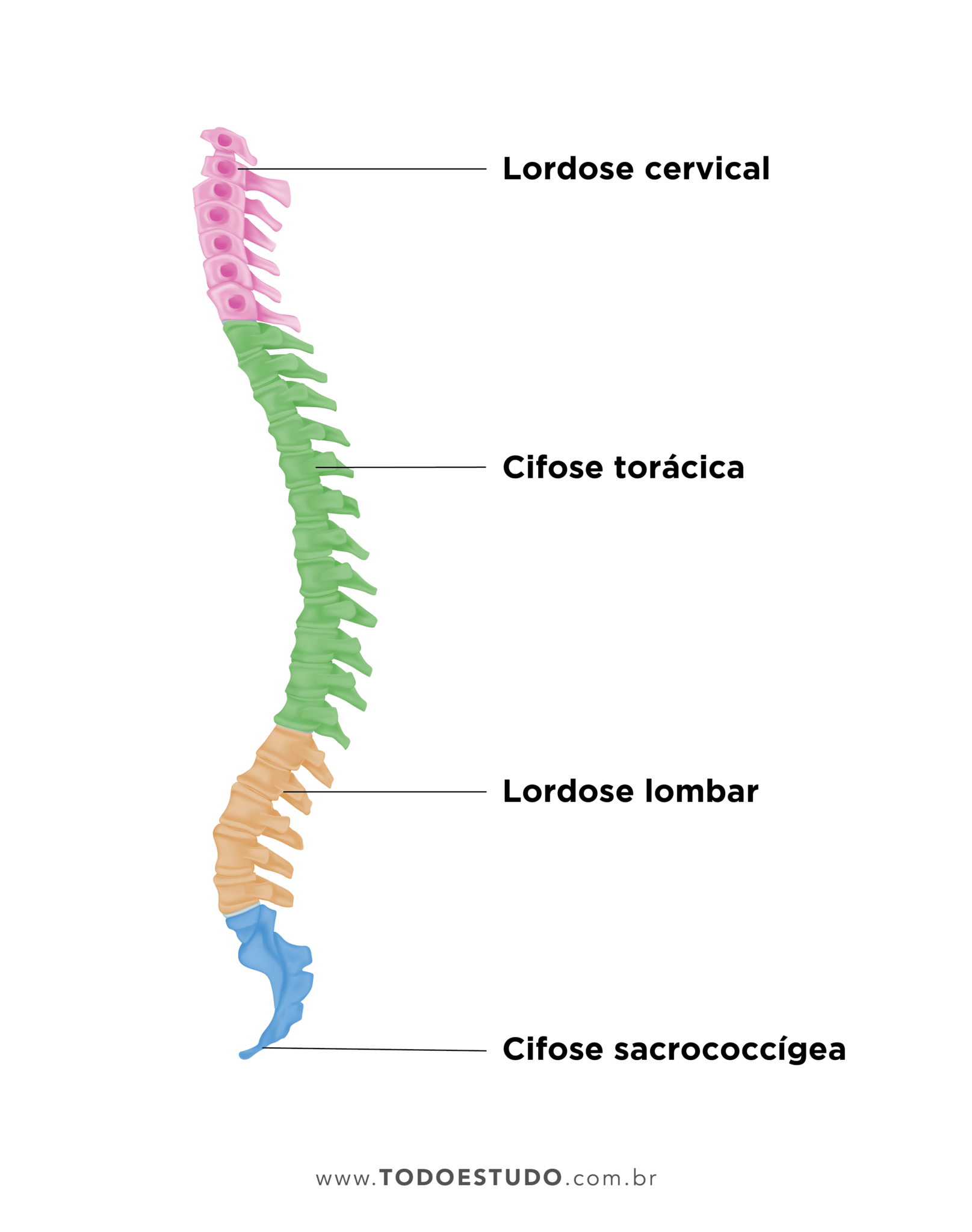 Coluna vertebral: o que é, quais são as suas funções e como é dividida