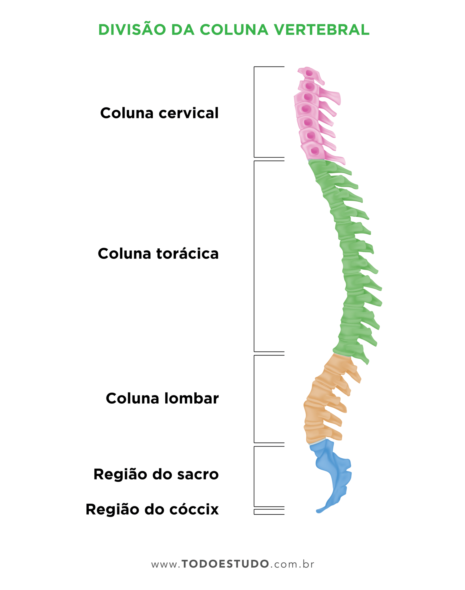 Coluna Vertebral Anatomia Papel E Caneta