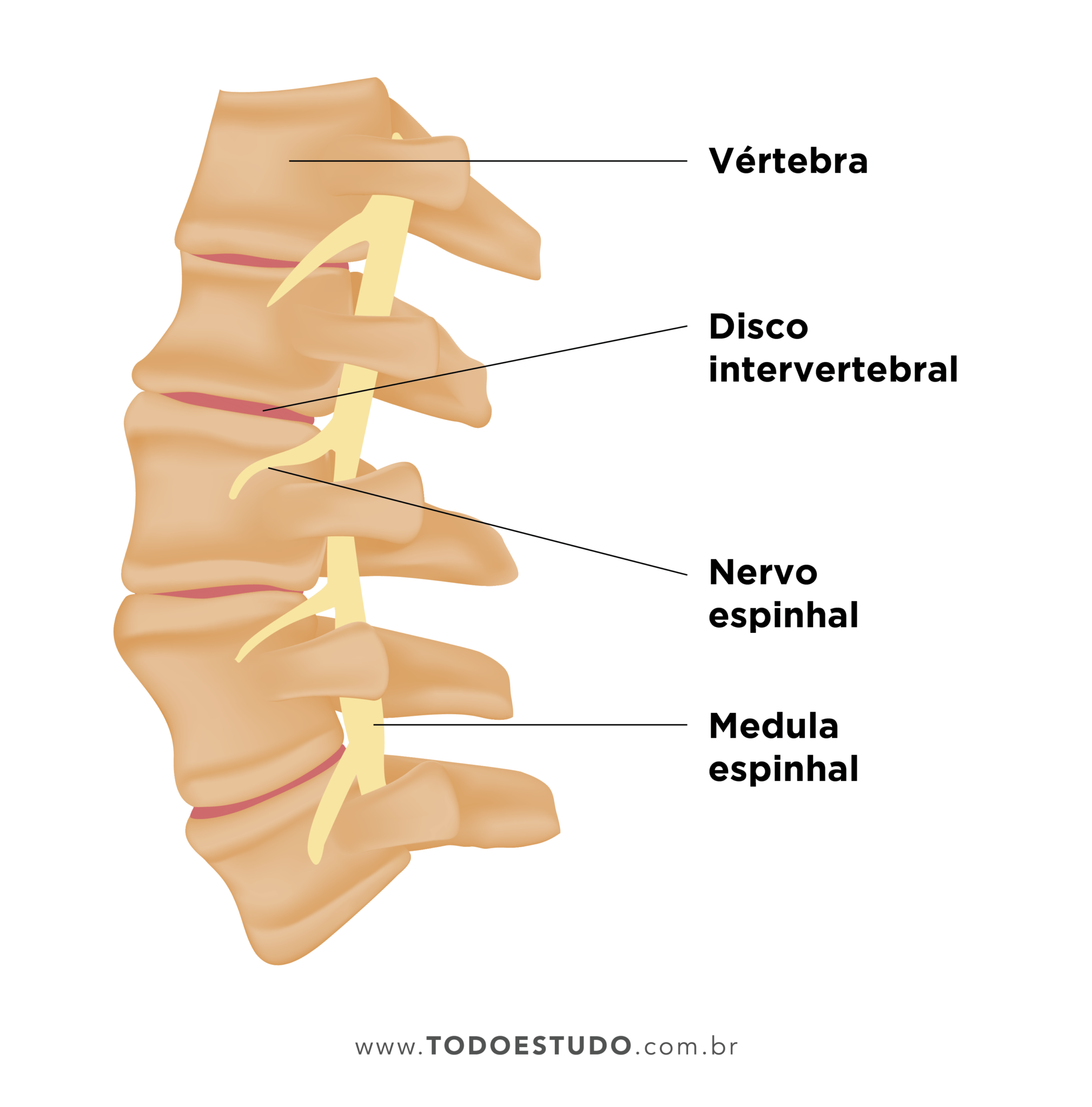 Estruturas Da Coluna Vertebral - FDPLEARN