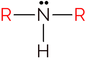 Amina: o que é, tipos e exemplos de compostos dessa função nitrogenada.
