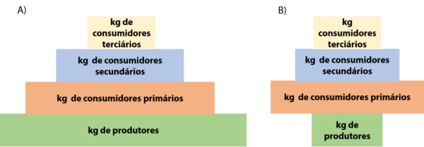 Pirâmides ecológicas: o que é, as diferenças e a importância