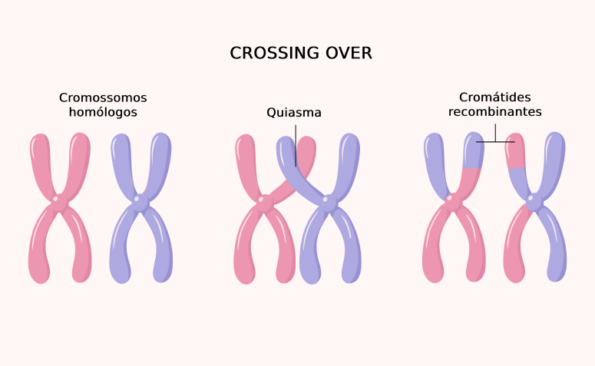 Crossing over: o que é, como ocorre e importância