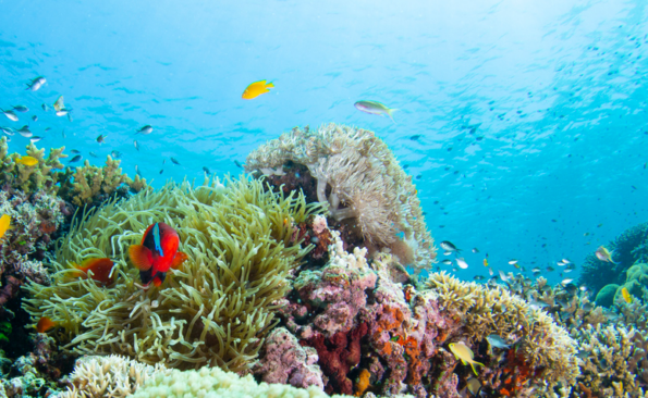 Simbiose: o que é e exemplos desse tipo de associação