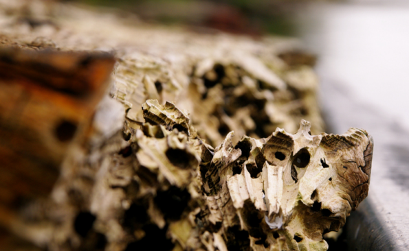 Simbiose: o que é e exemplos desse tipo de associação