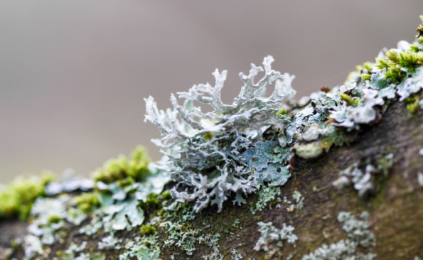 Simbiose: o que é e exemplos desse tipo de associação